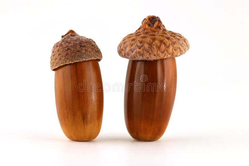 Snail stock photo. Image of garden, central, close, magic - 60319190