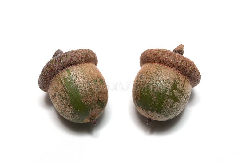 Two Acorns, Isolated stock photo. Image of green, forest - 1696598