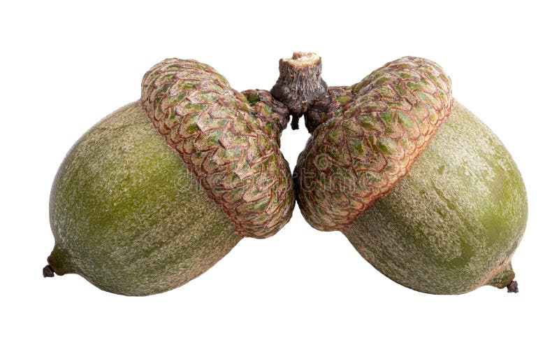 Two Acorns Isolated on White Background Stock Photo - Image of forest ...