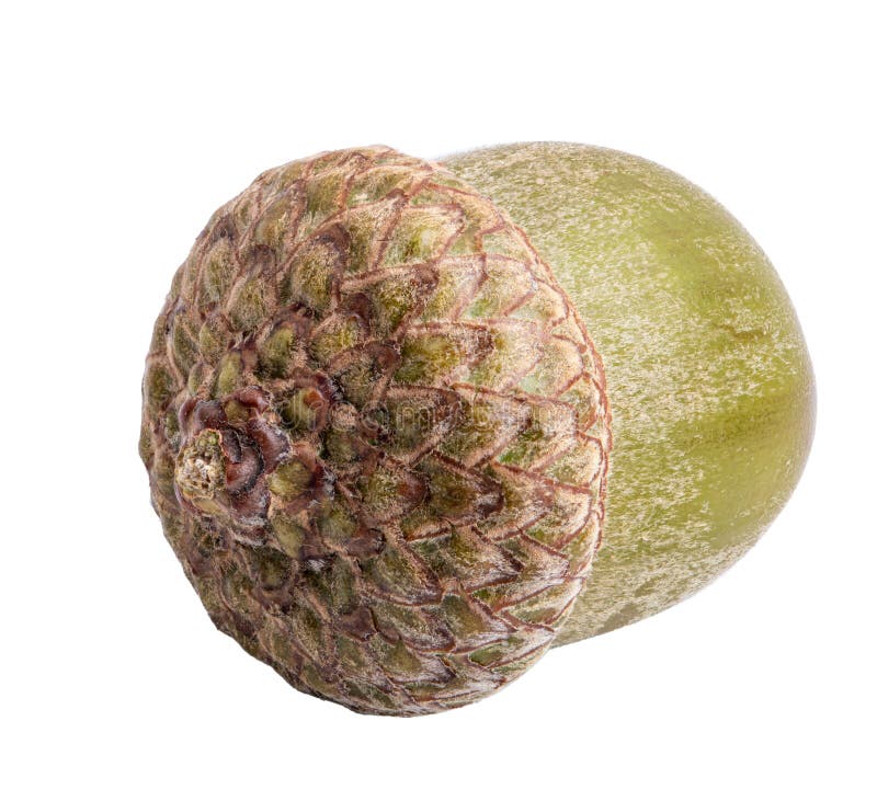 Two Acorns Isolated on White Background Stock Photo - Image of wild ...