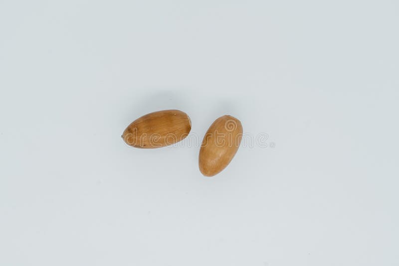 Two Acorns on a Light Background Close-up Stock Photo - Image of macro ...