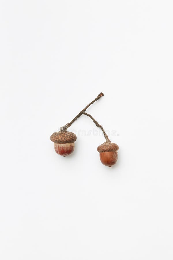 Two acorns stock image. Image of nature, ornamental - 205424917