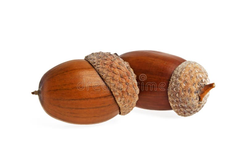 Two Acorns on a White Background Stock Photo - Image of botany, origins ...