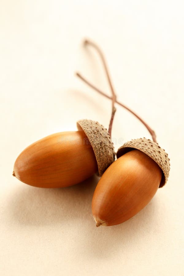 Two acorns on white stock photo. Image of closeup, fruit - 88764674