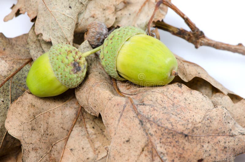 Two acorns stock image. Image of nuts, fruit, acorns - 45525355
