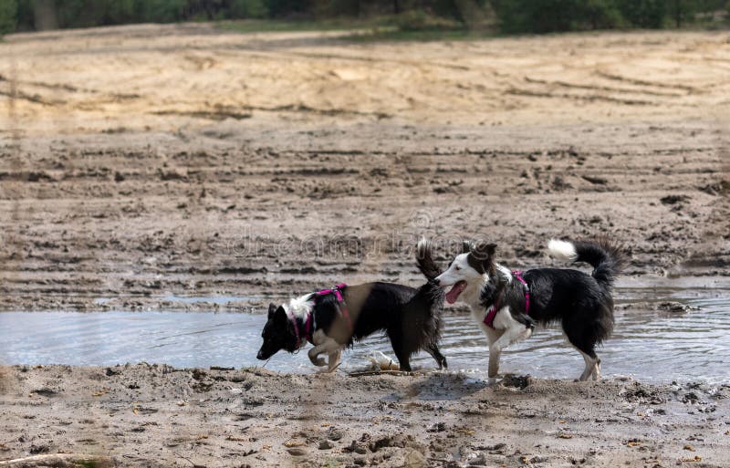 Two Adorable Border Collie Dogs Enjoying a Day at the Beach Stock Image ...