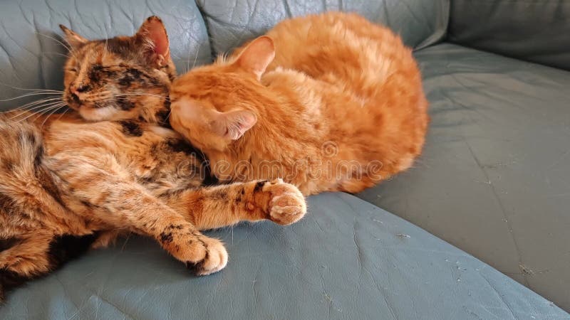 Two Adorable Cats Cuddle Each Other Stock Footage - Video of young ...