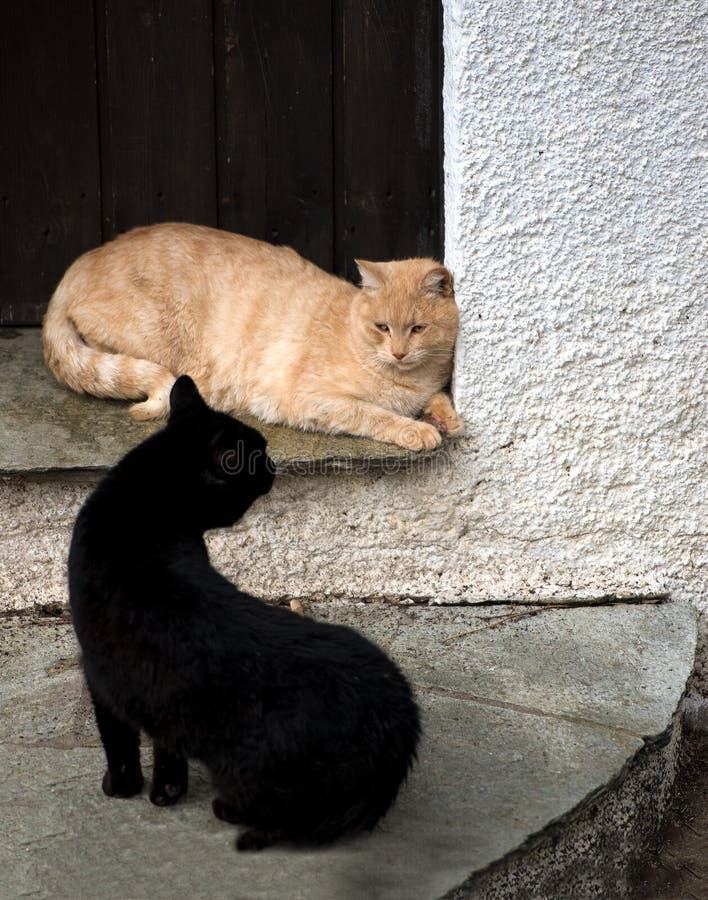 Two Adorable Cats Playing Together. Cats Outdoor Stock Photo - Image of ...