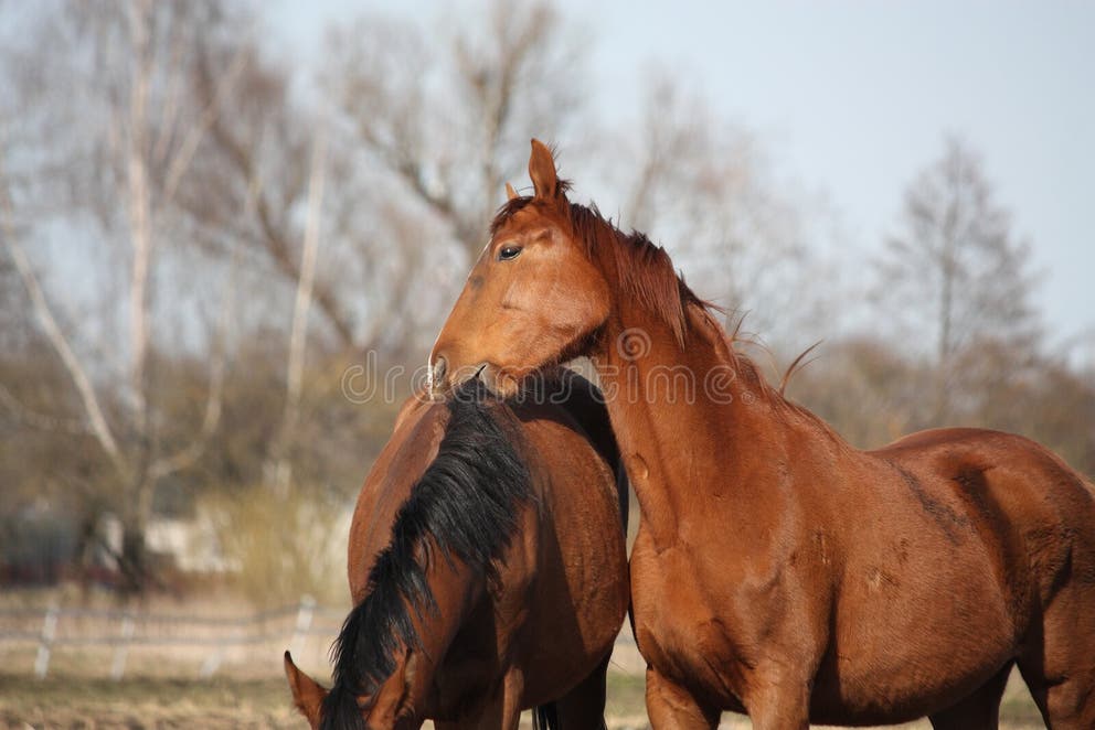 Two Adorable Horses Nuzzling Each Other Stock Photo - Image of horse ...