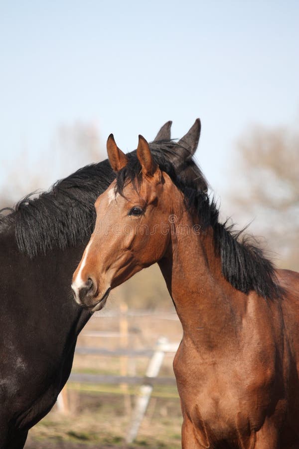 120 Two Horses Nuzzling Stock Photos - Free & Royalty-Free Stock Photos ...