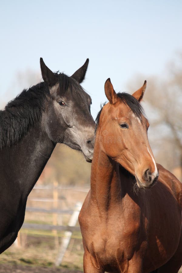 120 Two Horses Nuzzling Stock Photos - Free & Royalty-Free Stock Photos ...