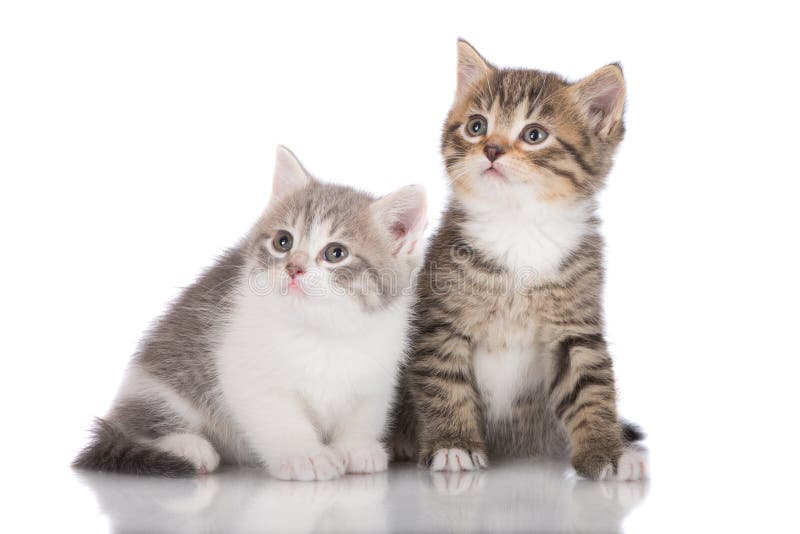 Two adorable kittens stock photo. Image of pretty, furry - 40841200