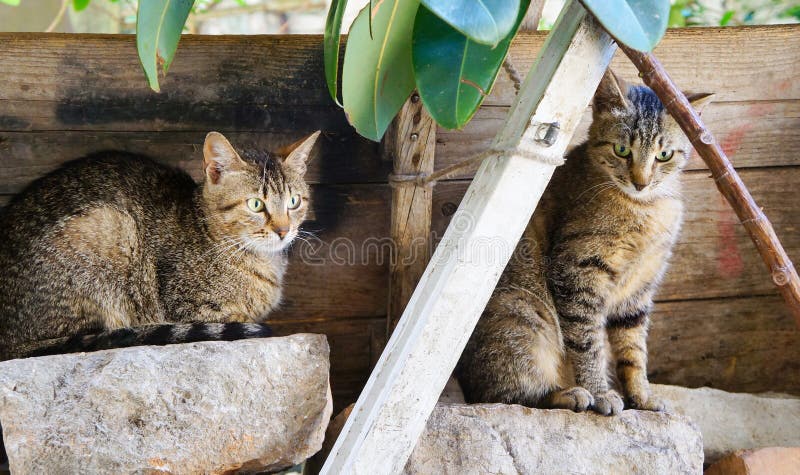 Two Adorable Kitties Sitting on Rocks Outdoors Stock Image - Image of ...