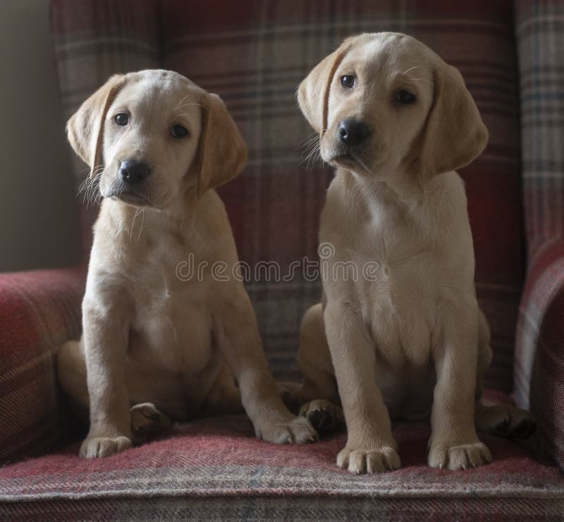 Two Adorable Labrador Puppies on a Chair Stock Photo - Image of chair ...