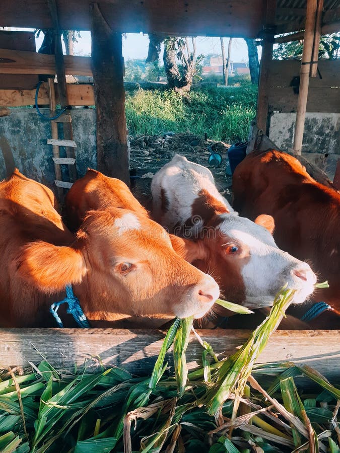 Two Adorable Little Cow stock photo. Image of farm, mammal - 268346738
