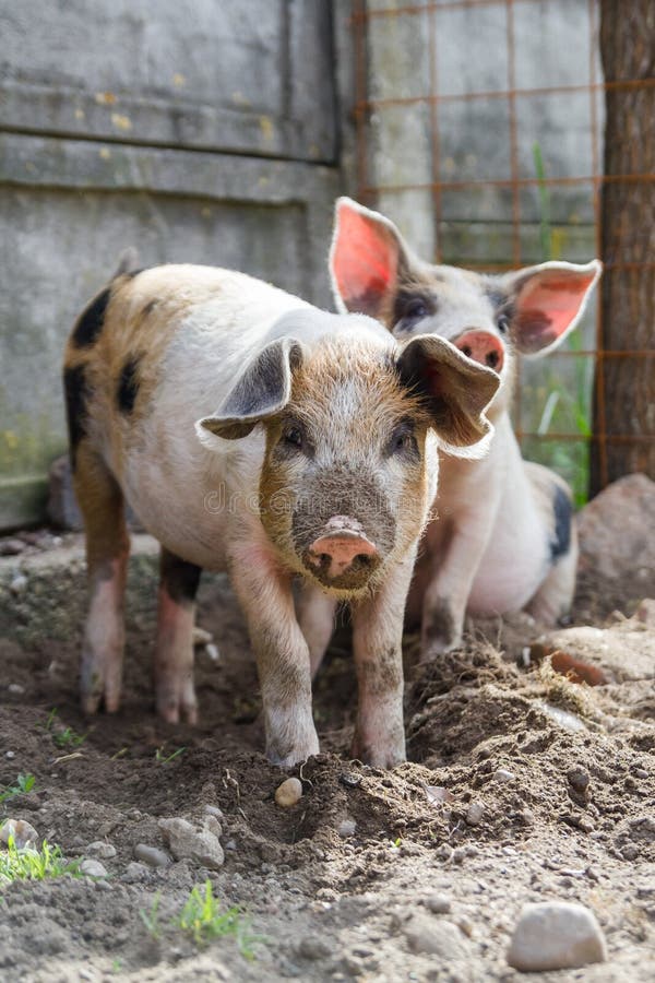 Two adorable piglets stock image. Image of happy, curious - 67018737