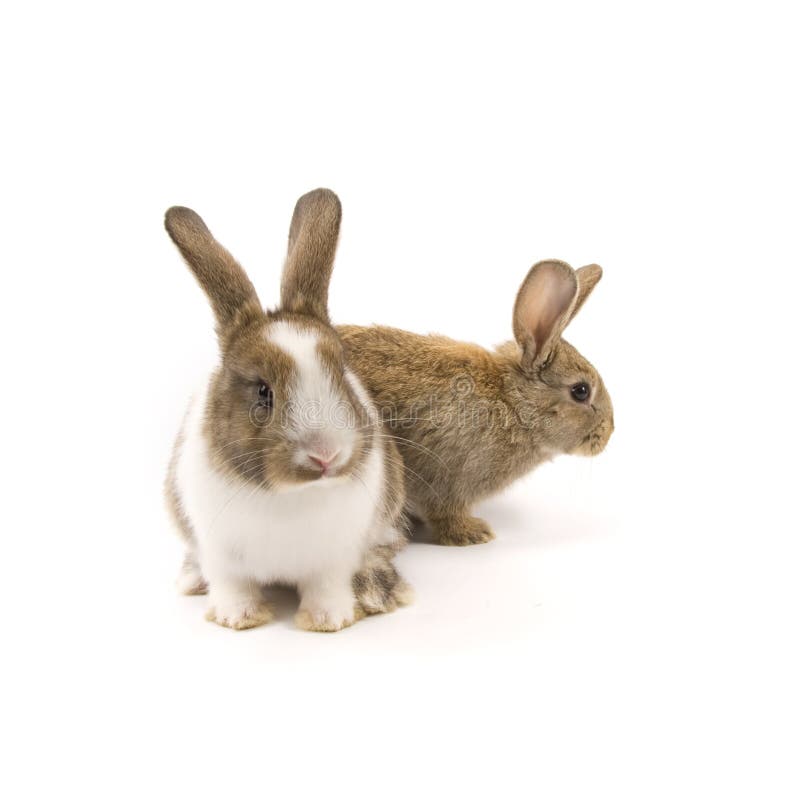 Two adorable rabbits stock photo. Image of mammal, rodent - 15170380