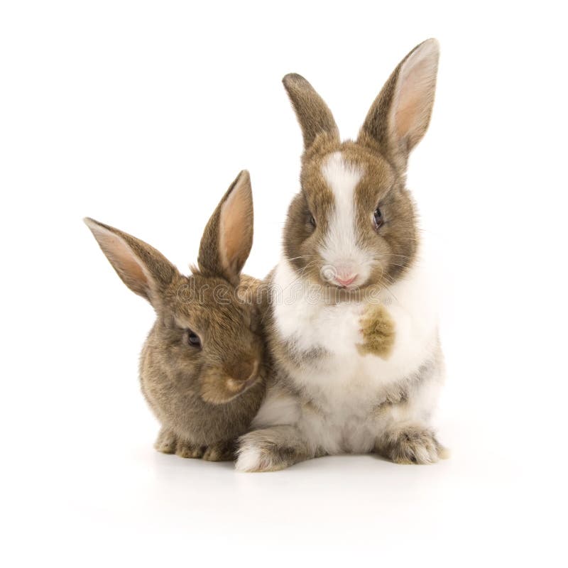 Two adorable rabbits stock photo. Image of fluffy, wabbit - 15170396