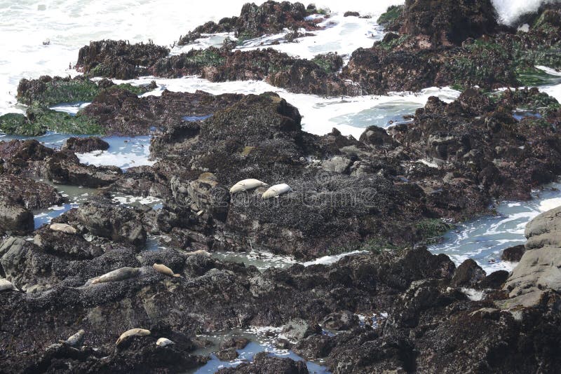 Two Adorable Seals Sunbathing on the Black Rocks of the Sea Coast Stock ...
