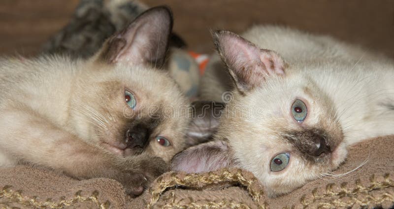 Two Adorable Siamese Kittens Lying Down on Their Sides Stock Image ...