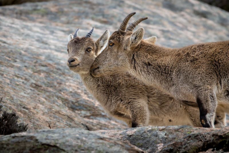 Two Adorable Spanish Ibex Cuddling on the Cliff Stock Photo - Image of ...