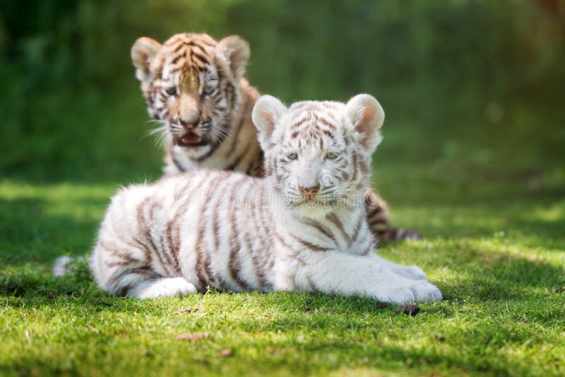 Two Adorable Tiger Cubs Outdoors Stock Photo - Image of siberian, cute ...