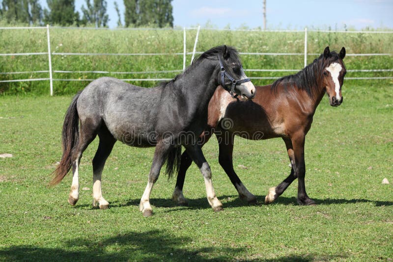 Two Adorable Welsh Pony Foals in Summer Stock Image - Image of outside ...