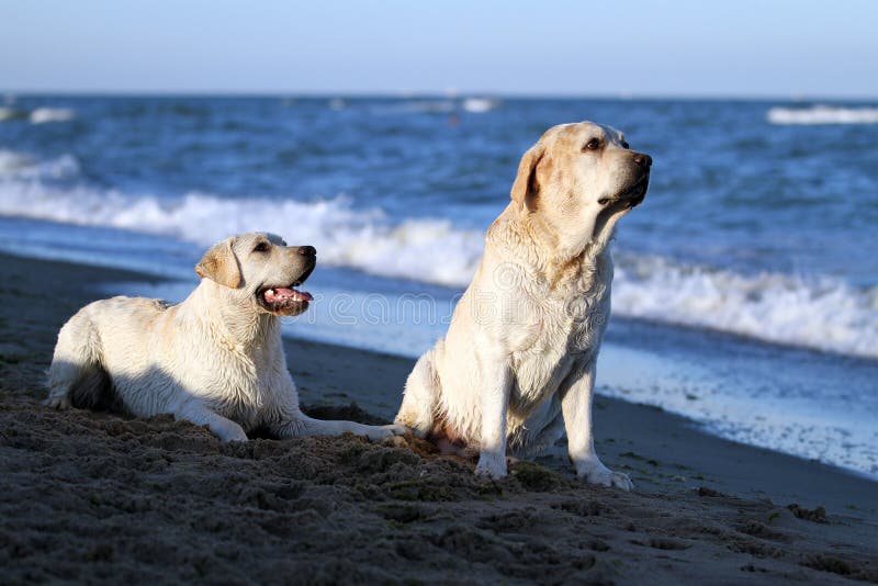 Two Adorable Yellow Labradors Playing at the Seashore Stock Photo ...