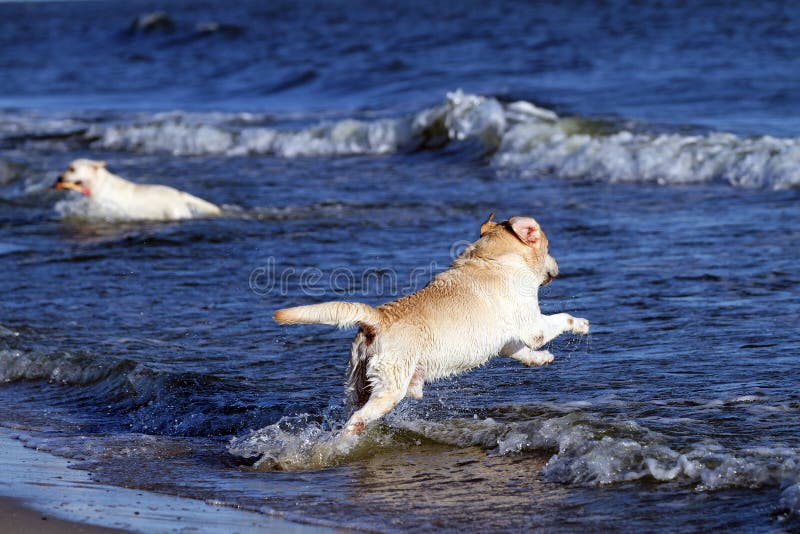 Two Adorable Yellow Labradors Playing at the Seashore Stock Photo ...