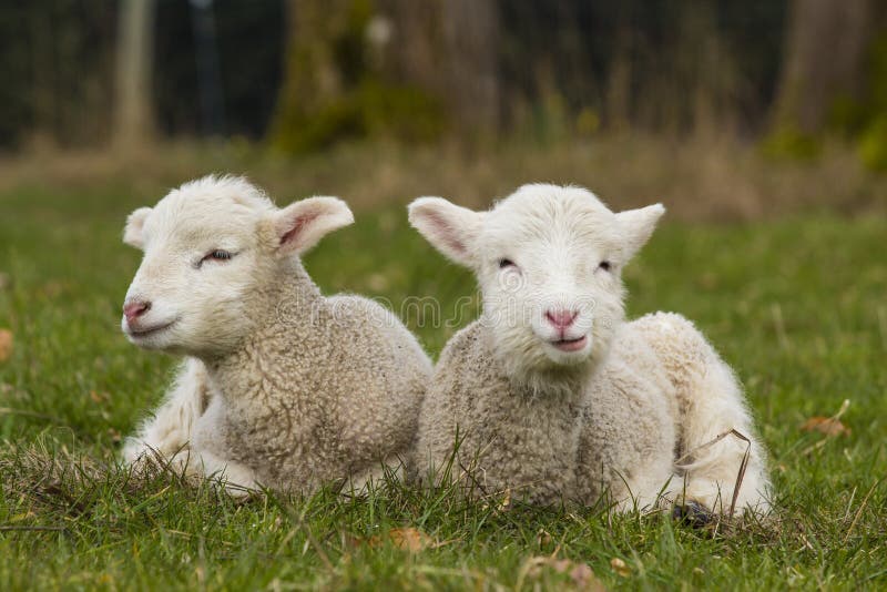 Young white Lamb stock photo. Image of nature, juvenile - 24065350