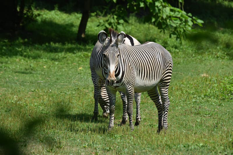 Two Adorable Zebras in a Field Grazing on Grass Stock Photo - Image of ...