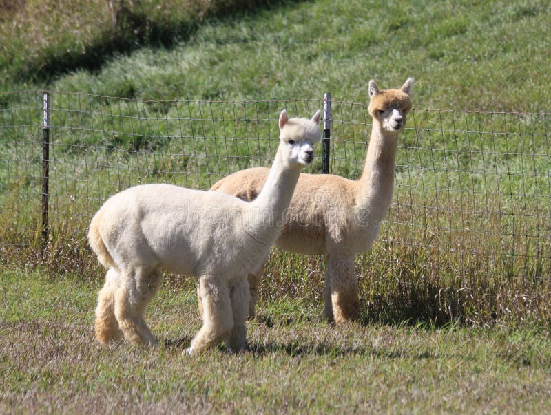 Two adult alpacas stock photo. Image of alpaca, adult - 34333636
