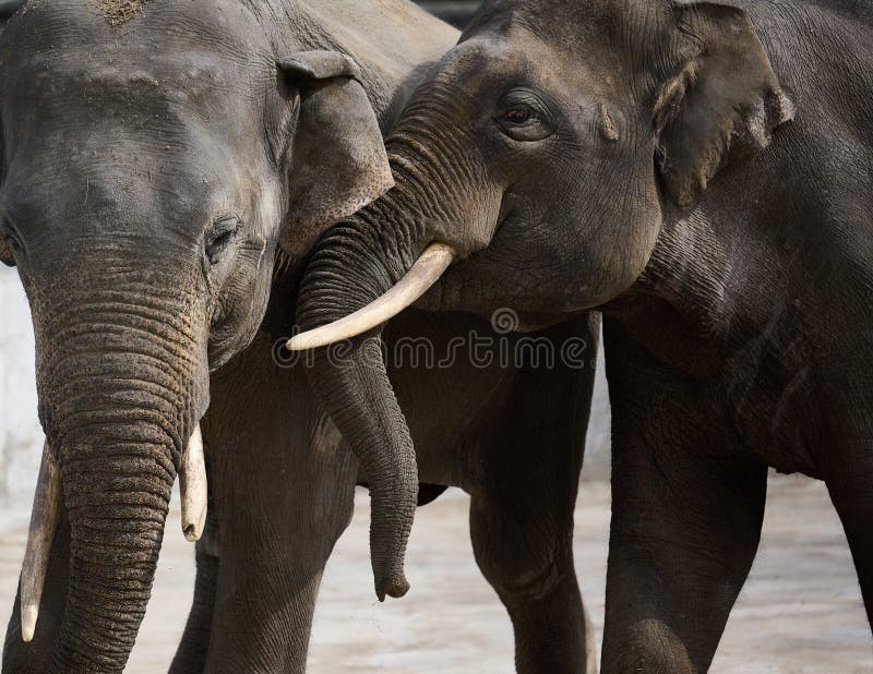 Two Adult Elephants Walk in Nature, Spring Day Stock Image - Image of ...