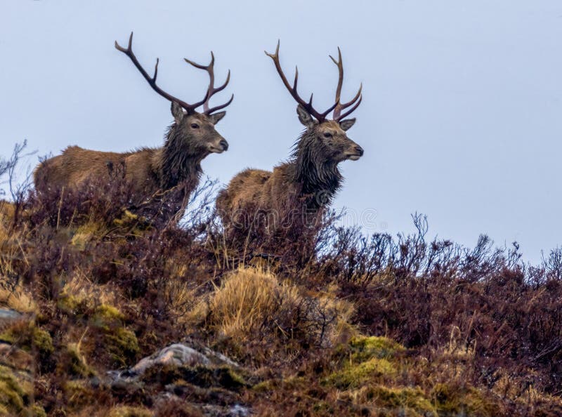 Two Adult Elk Standing on Top of a Grass-covered Field Stock Image ...