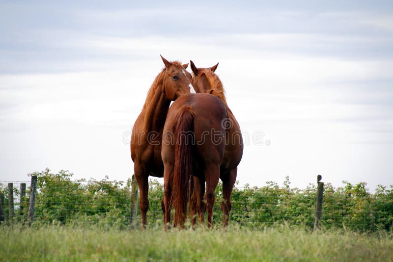 Two Adult Horses Nuzzle stock photo. Image of groom, grown - 72471638