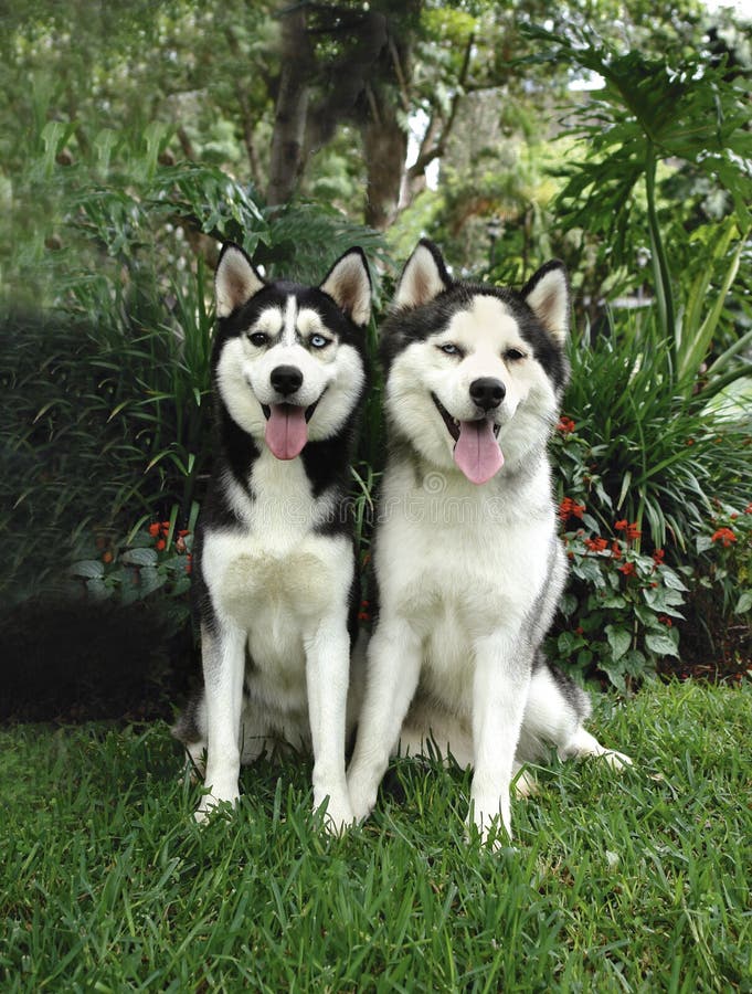 Two adult huskies stock image. Image of hound, husky, pure - 1102835
