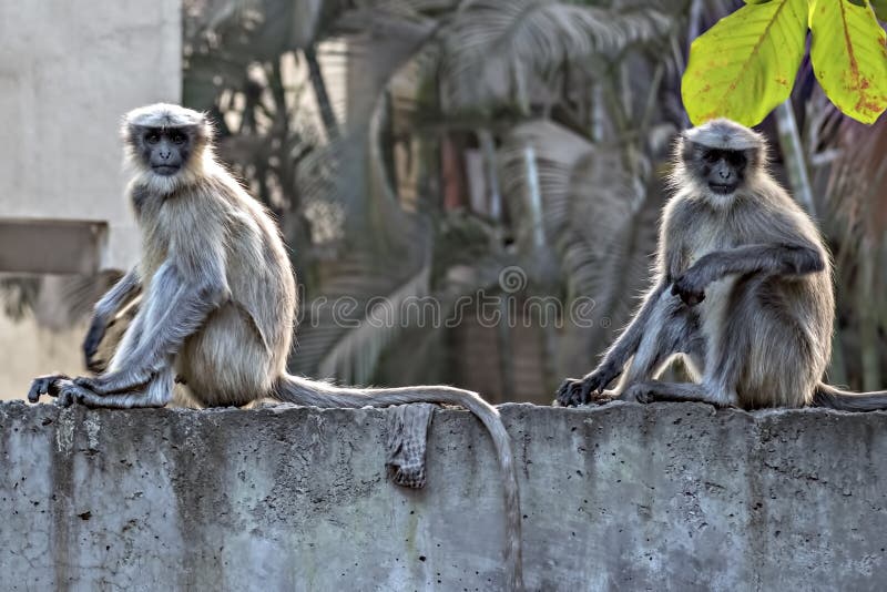 Two Adult Monkeys Sitting on a Wall and Staring Towards Camera Stock ...