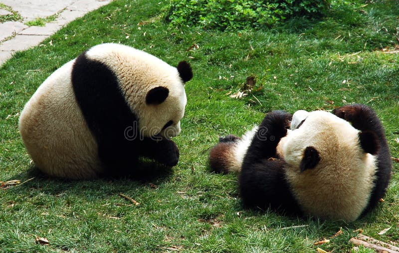 Two adult panda stock photo. Image of animal, endangered - 2238024