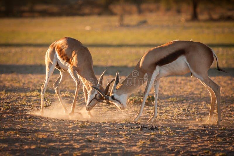Two Adult Springbuck Rams Fighting. Stock Image - Image of beautiful ...
