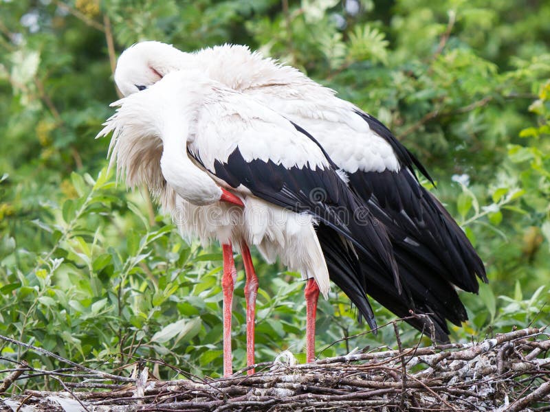 Two adult storks stock photo. Image of nest, ring, wildlife - 74234342
