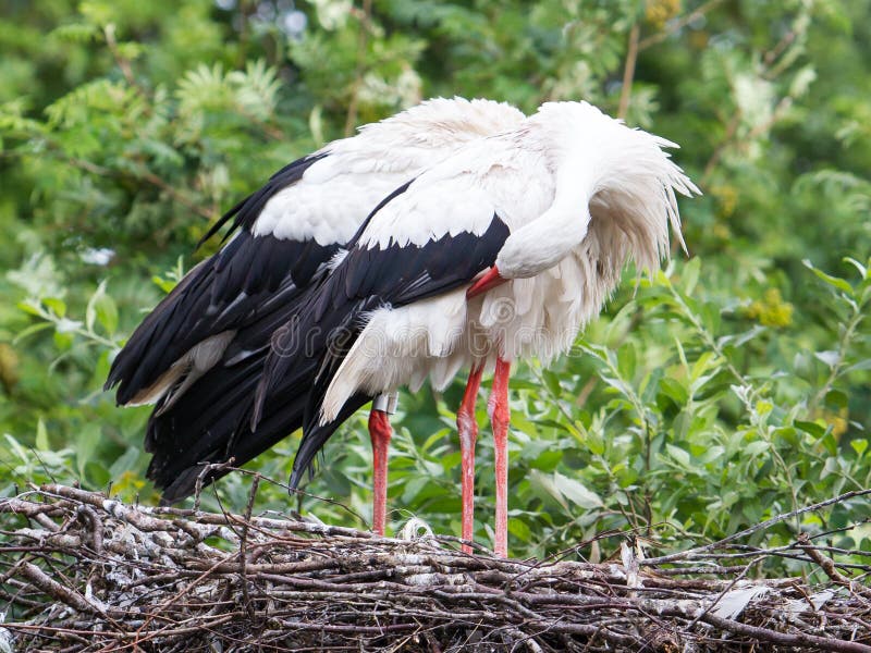 Two adult storks stock photo. Image of animal, summer - 74466656