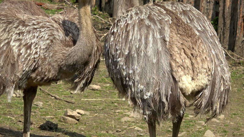 Darwin`s Rhea, Rhea Pennata Also Known As the Lesser Rhea Stock Footage ...