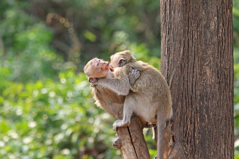 Two Affectionate Monkeys Sitting on Tree, Hugging Each Other Stock ...