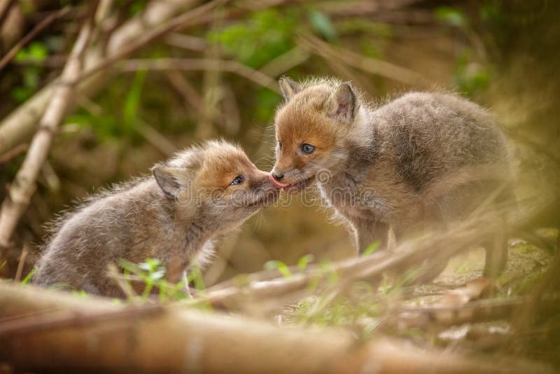 Two Affectionate Young Fox Cubs Stock Image - Image of leaves, facing ...