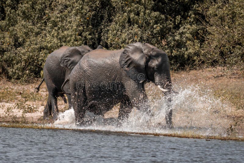 Two African Bush Elephants Splash through Shallows Stock Photo - Image ...