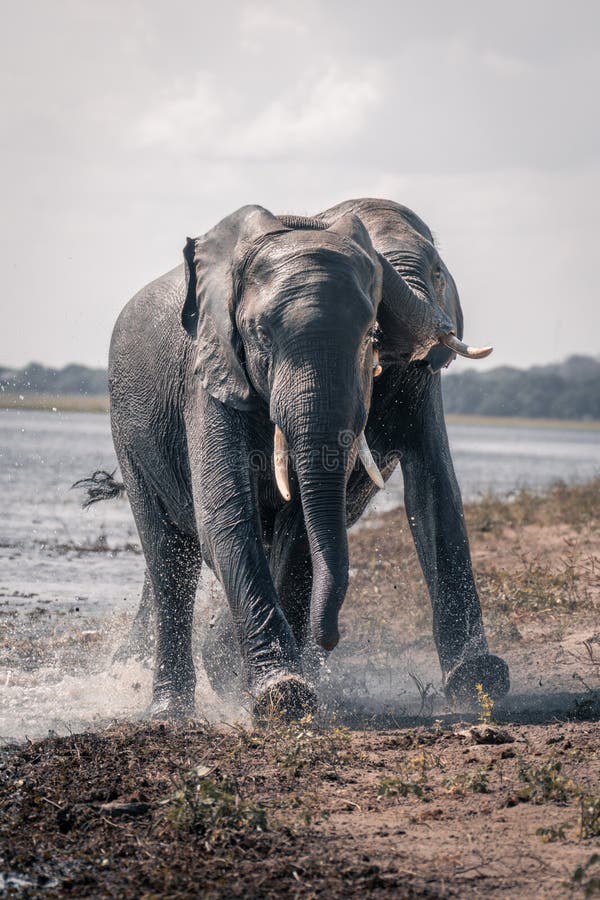 Two African Elephants Running Out of River Stock Image - Image of ...