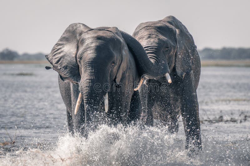 Two African Elephants Splash through Shallow River Stock Photo - Image ...