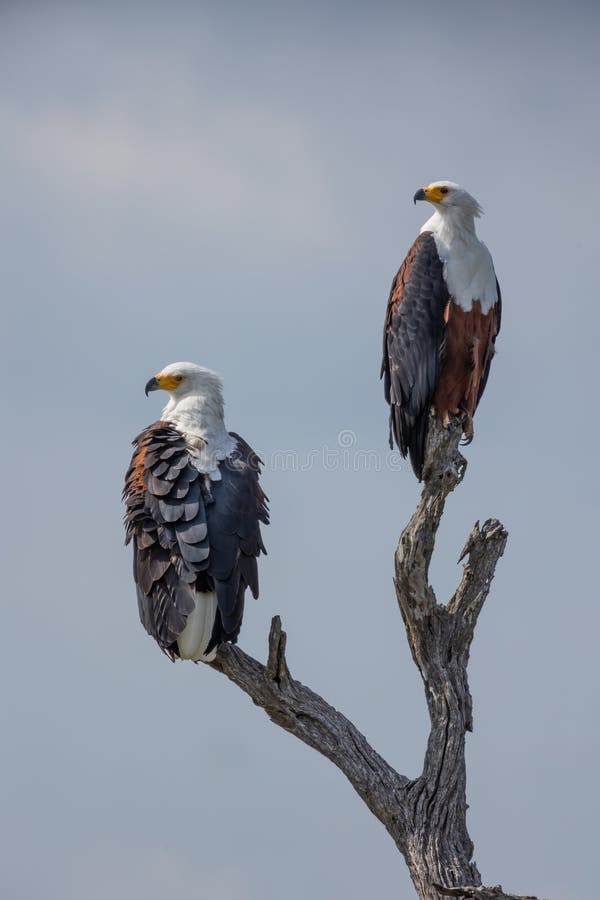 Two African Fish Eagles Sit on a Dead Tree and Look for Prey. Stock ...