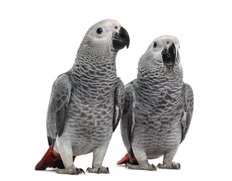 Two African Grey Parrot (3 Months Old) Stock Photo - Image of ...