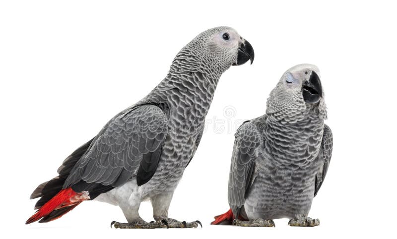 Parrot meeting stock image. Image of colorful, three - 10040995